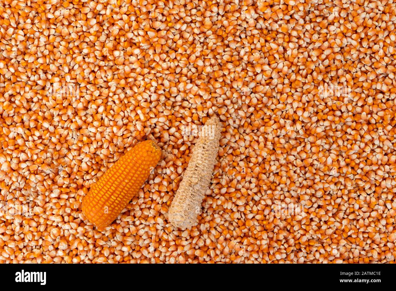 Corn or Maize for processing into fodder Stock Photo - Alamy