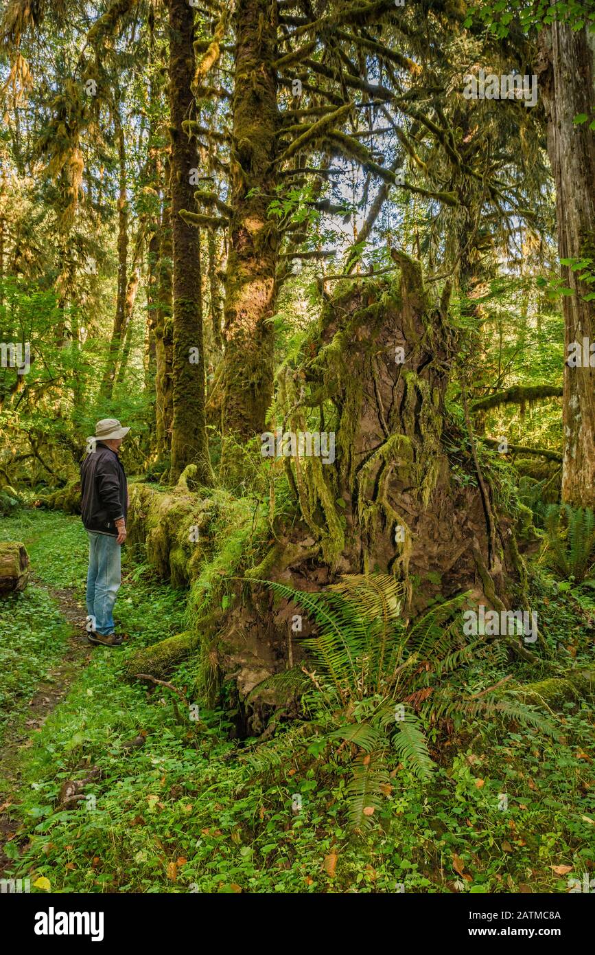 Hiker at fallen tree, roots covered with moss in rain forest, at Sams ...