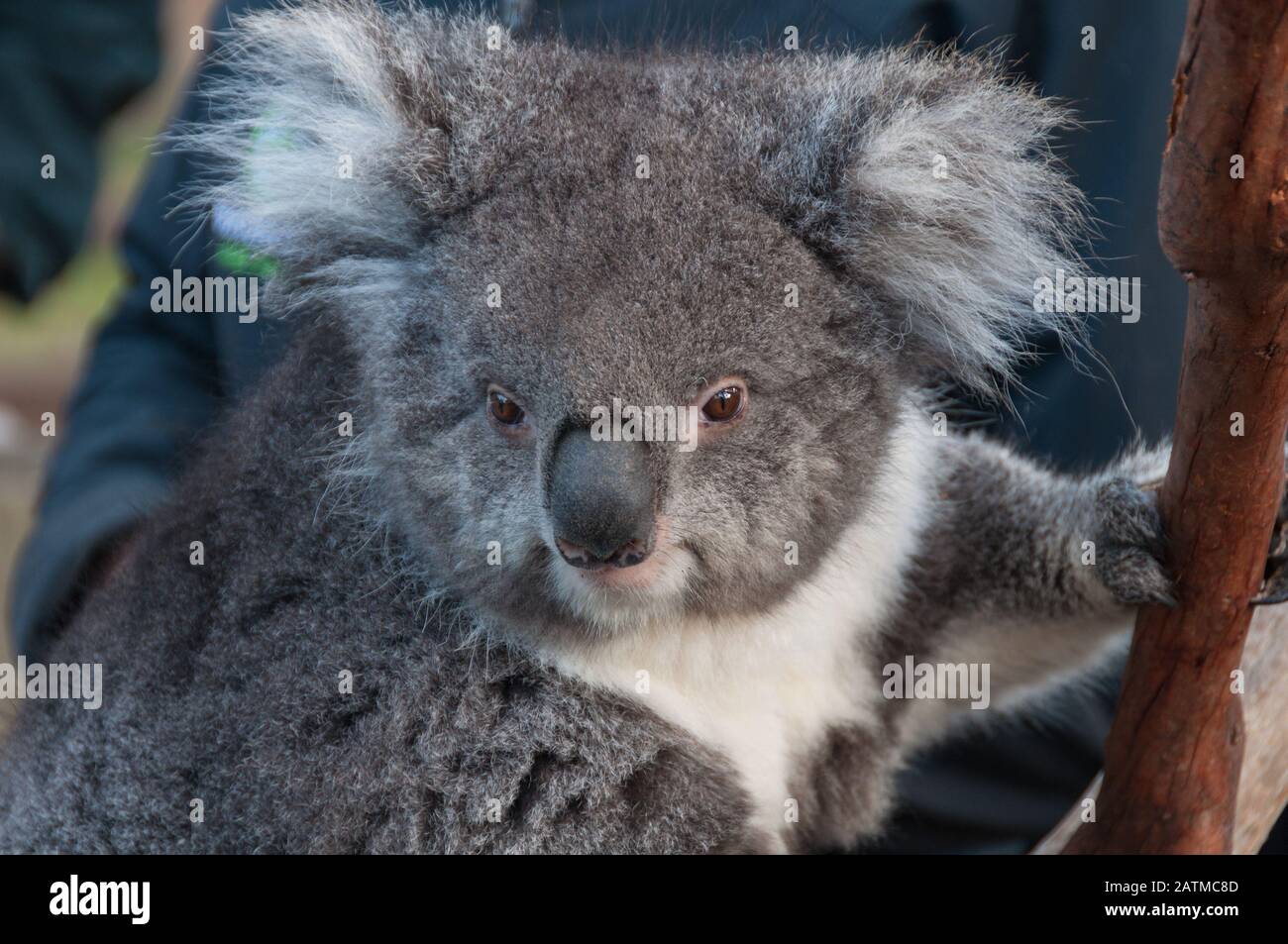 Close up of cute koala bear animal on a eucalyptus tree. Australian ...