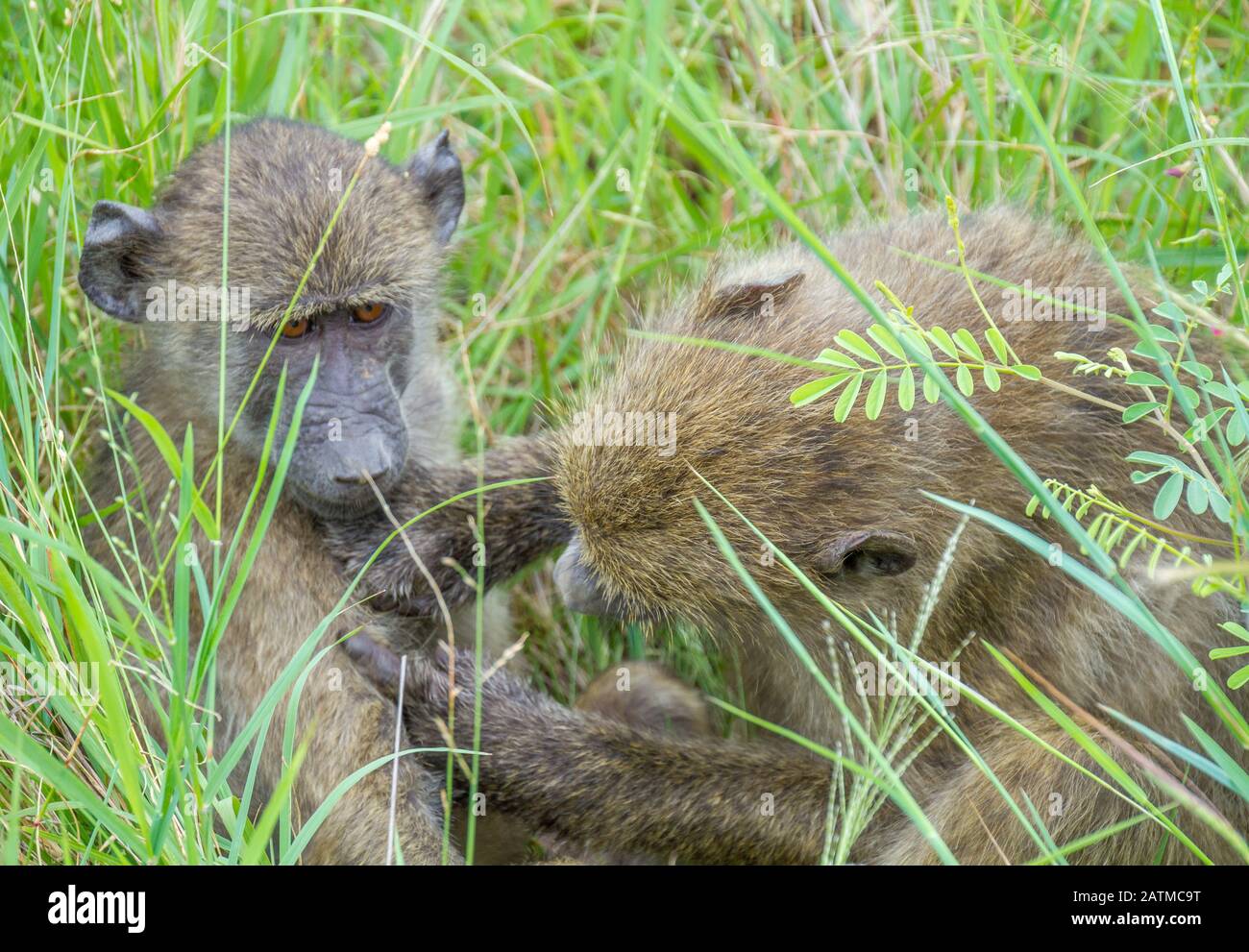 Two chacma baboons grooming each other image in horizontal format Stock ...