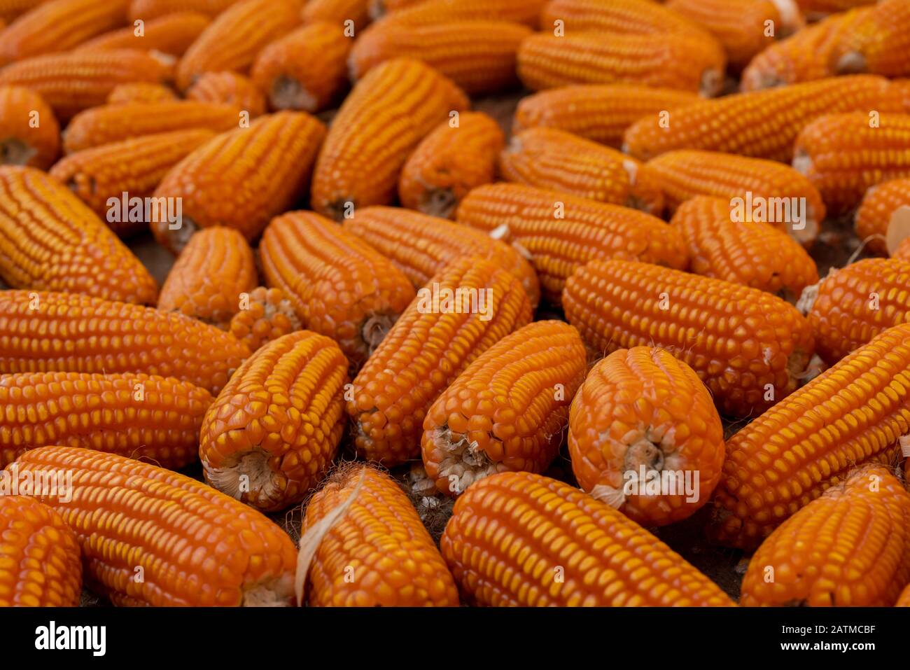 Corn or Maize for processing into fodder Stock Photo - Alamy
