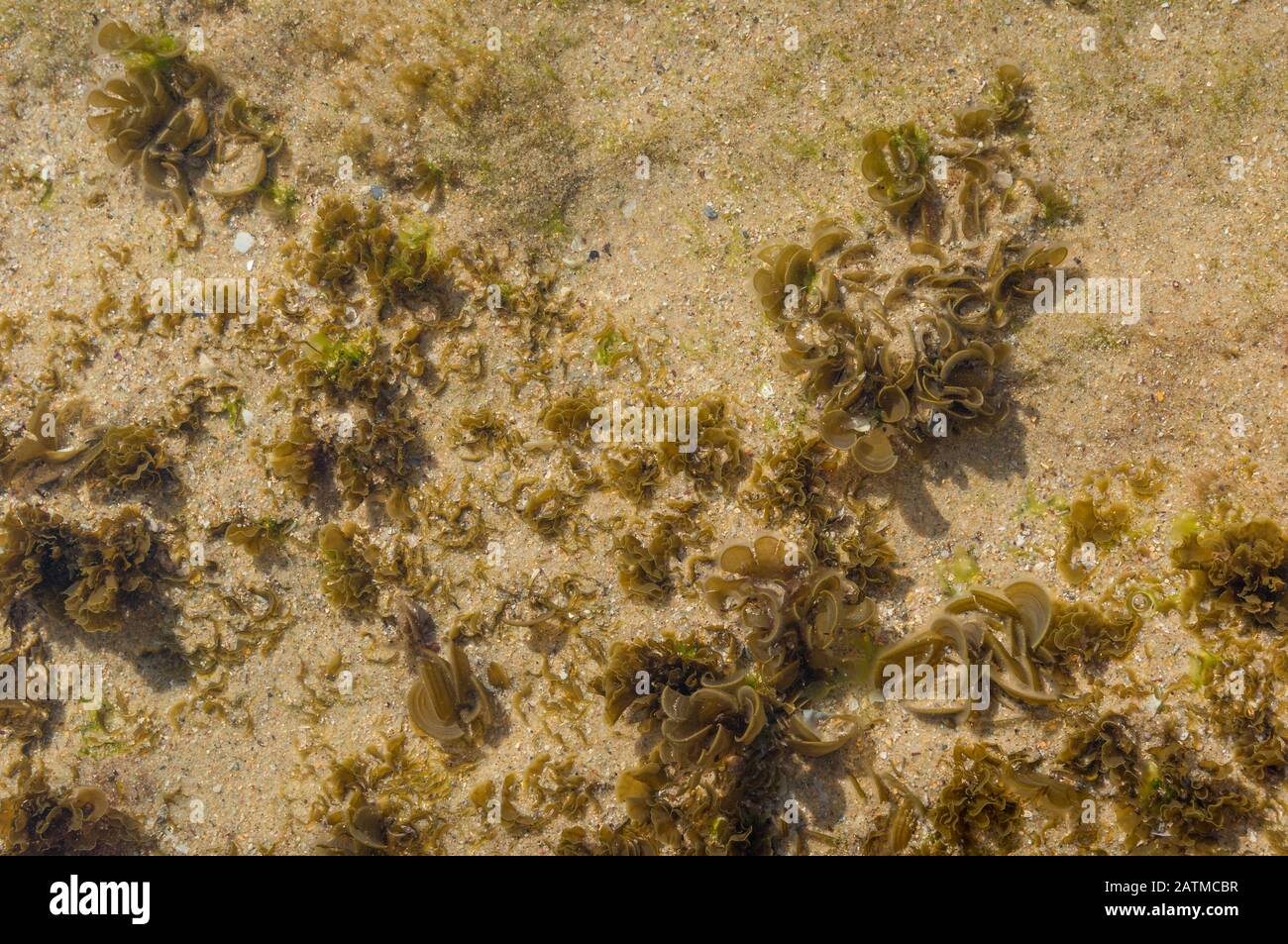 Marine underwater life background, Seaweed plants under transparent ...