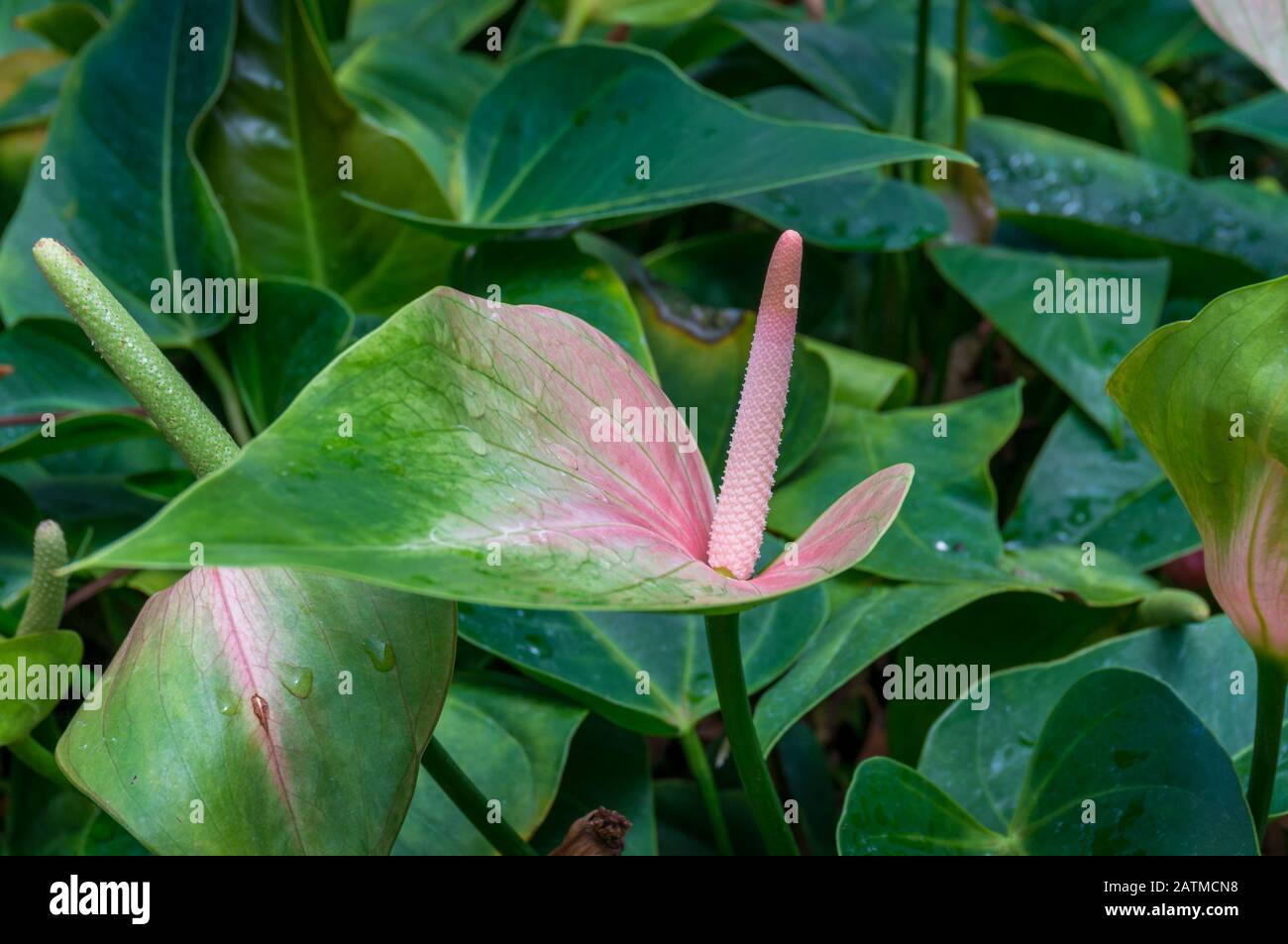 Close up of beautiful Anthurium, Spathe Flower with green foliage ...