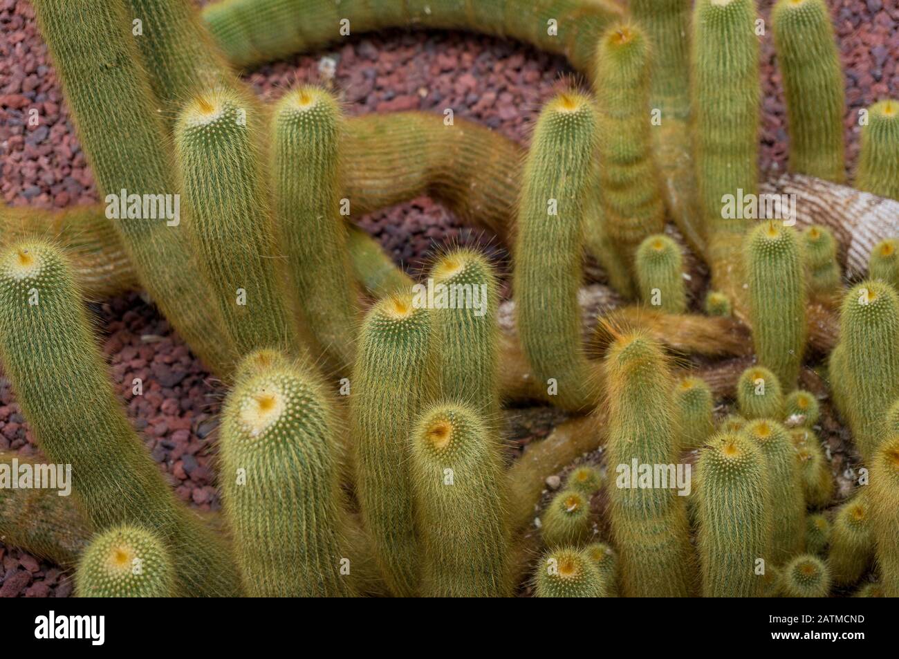 Cleistocactus strausii cactus plant growing in the wild. This succulent ...