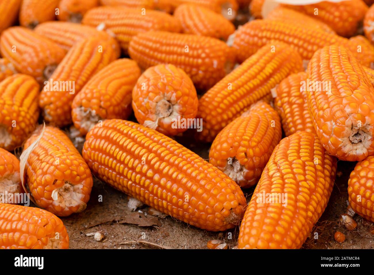 Corn or Maize for processing into fodder Stock Photo - Alamy