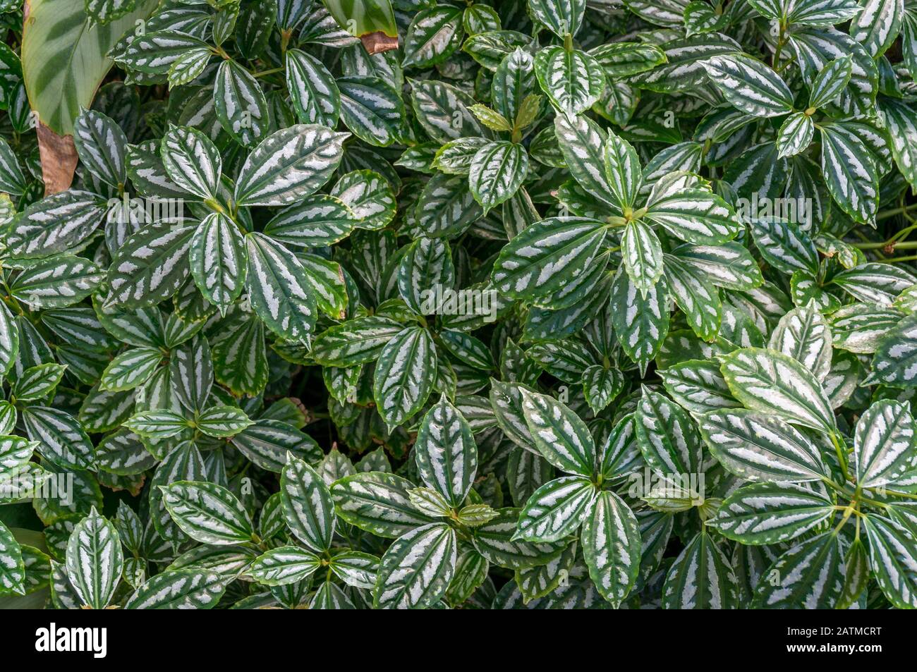 Pilea cadierei or aluminium plant, watermelon pilea houseplant with ...