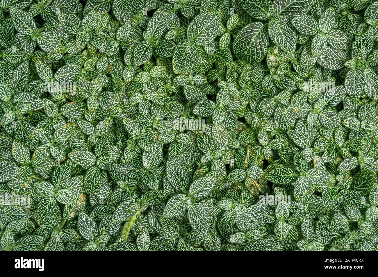 Sanchezia High Resolution Stock Photography and Images - Alamy
