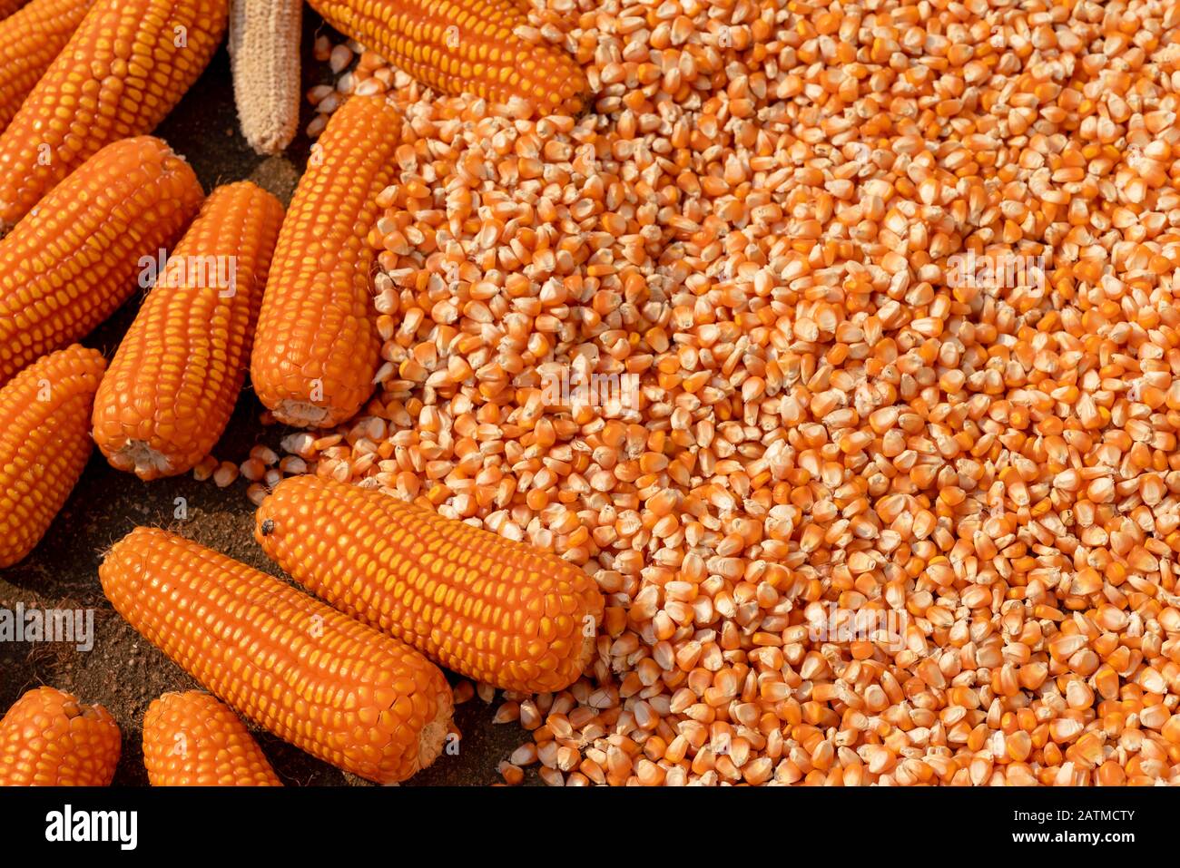 Corn or Maize for processing into fodder Stock Photo - Alamy