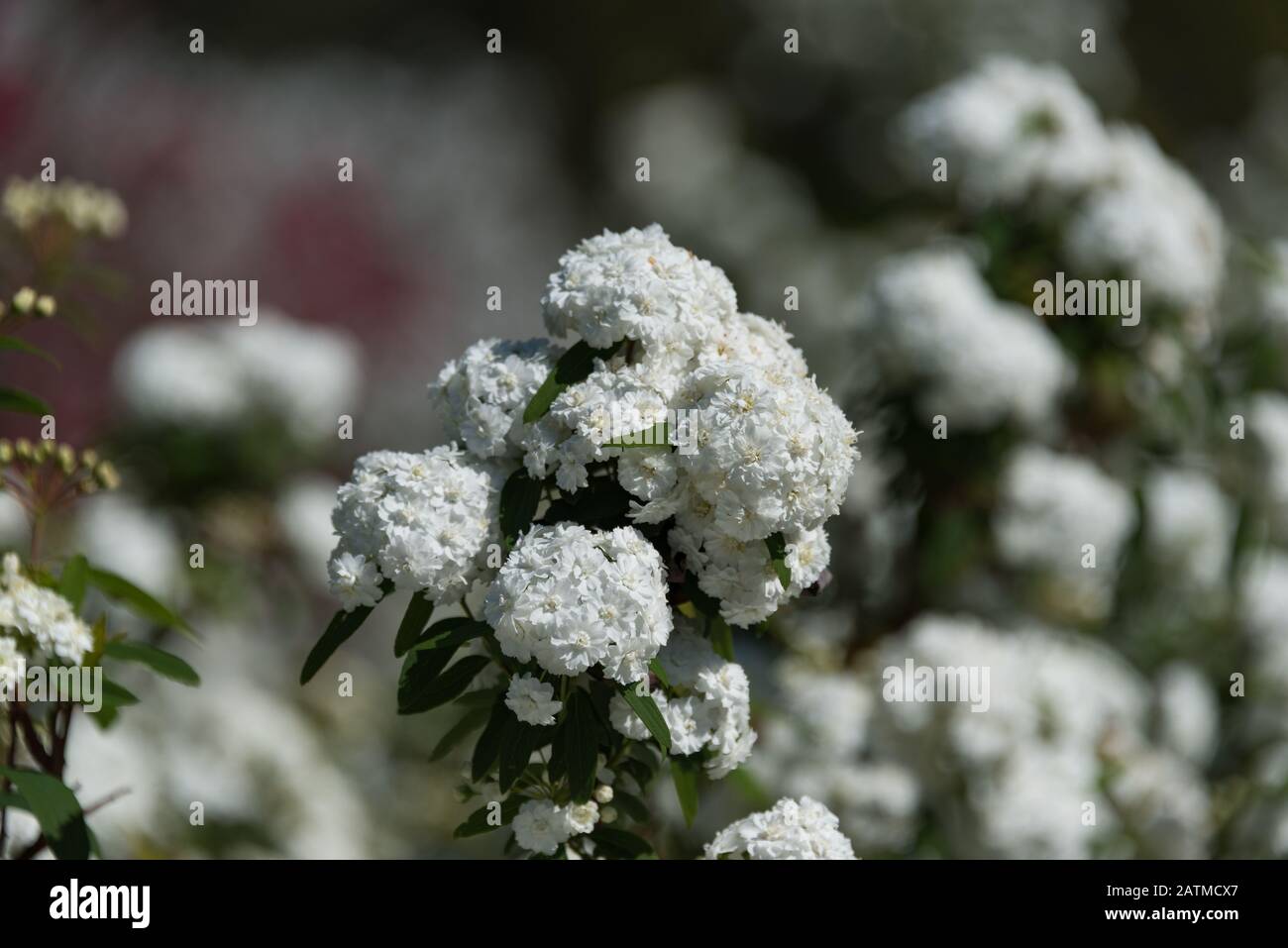 Reeves spirea hi-res stock photography and images - Alamy