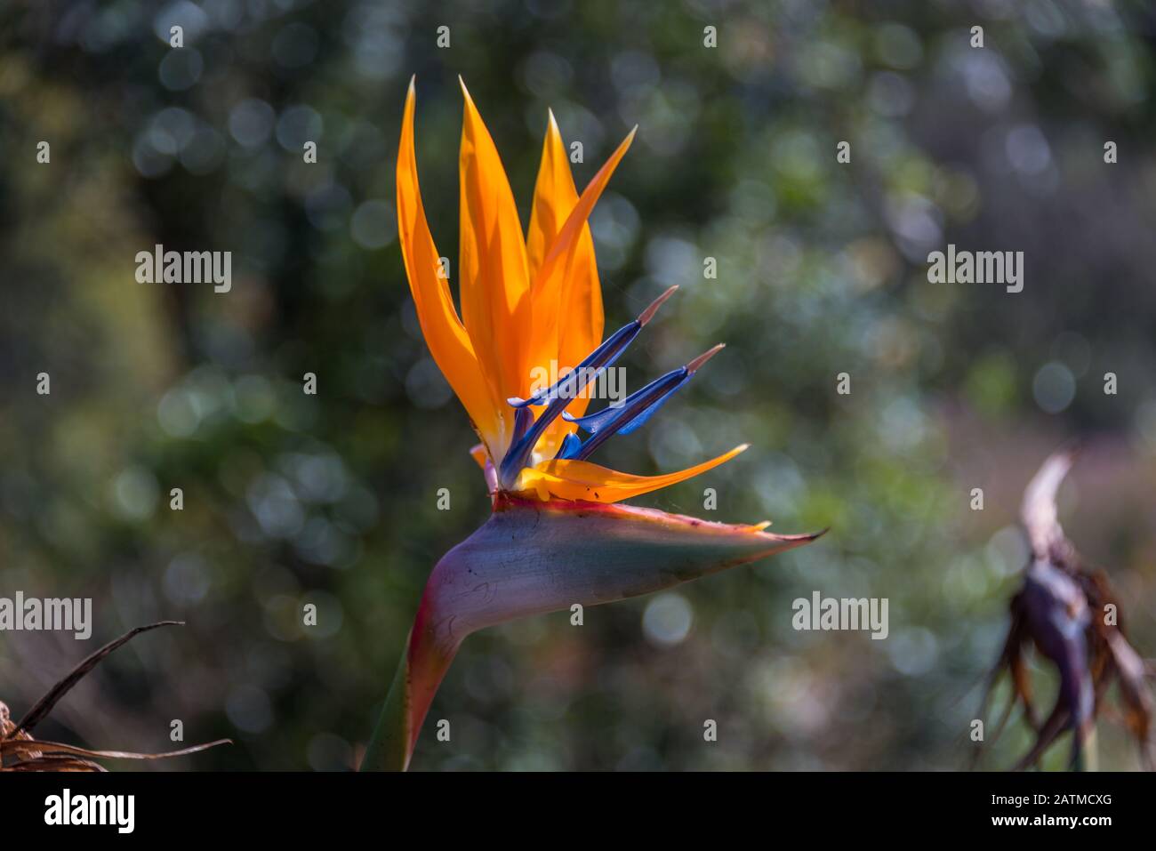 Strelitzia Reginae flowering plant with bright orange and blue flower ...