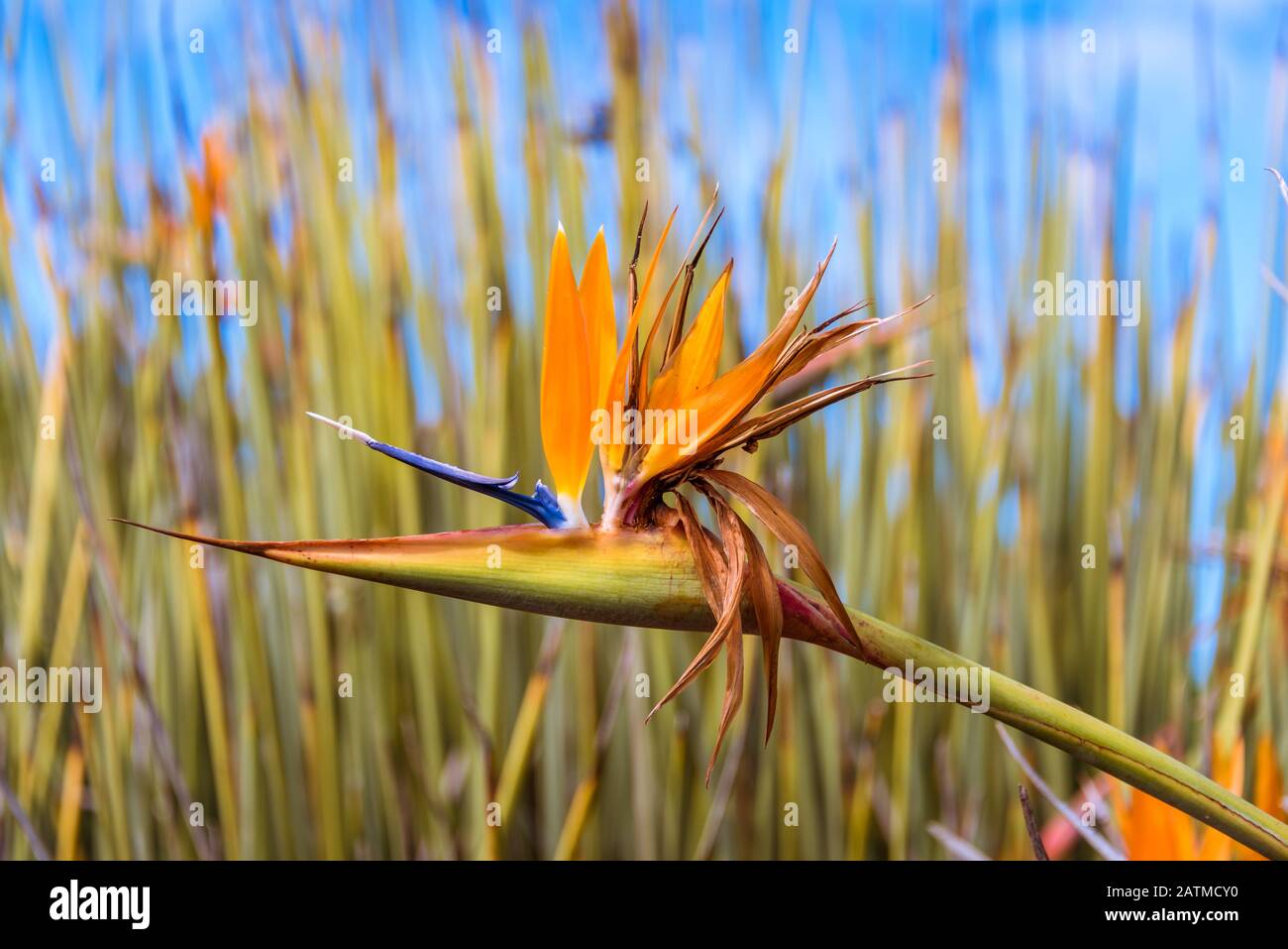 Narrow leaved bird of paradise hi-res stock photography and images - Alamy