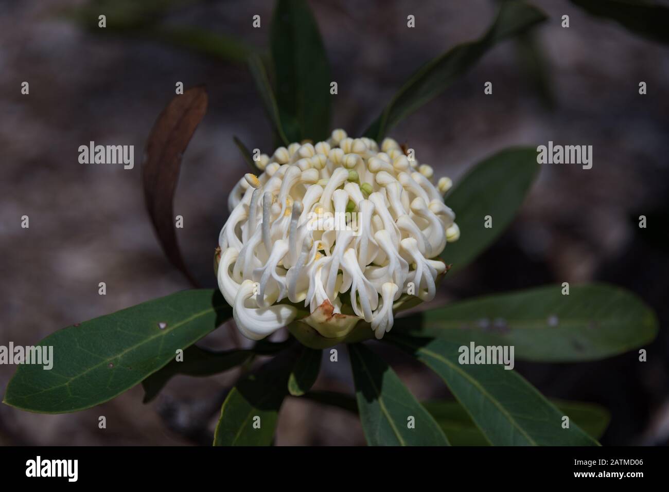 Beautiful white waratah flower close up. Telopea waratah inflorescence ...