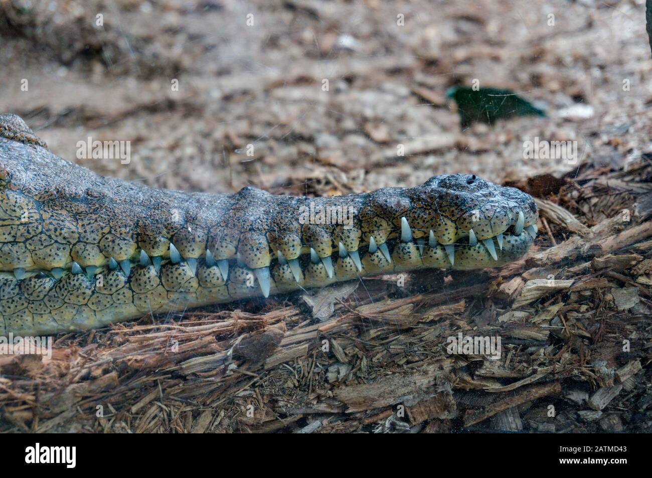 Australian native fauna hi-res stock photography and images - Alamy