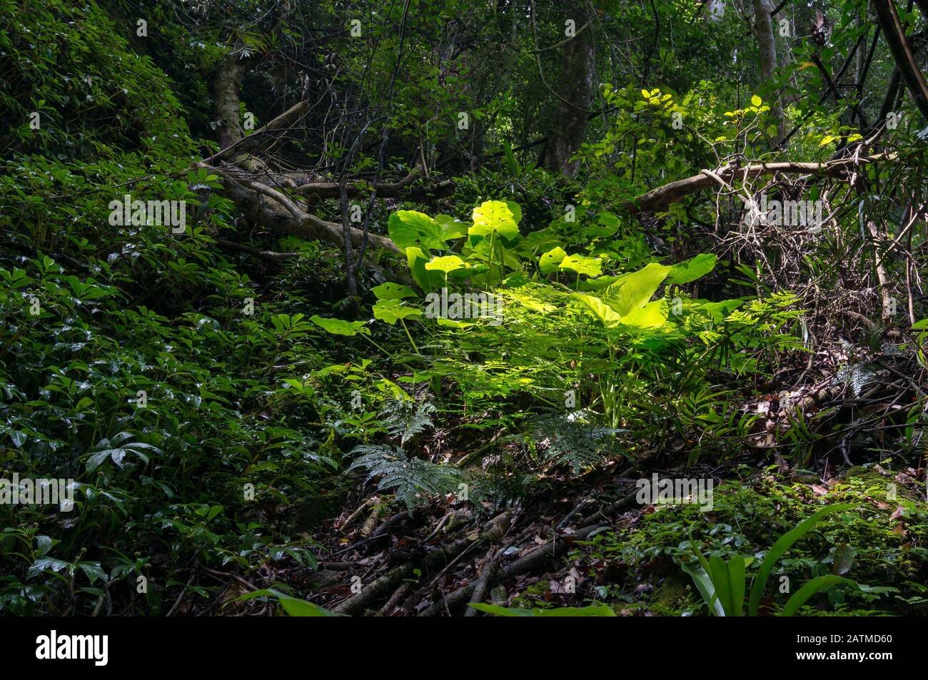 Tropical rainforest forest floor vegetation. Green young plants with ...