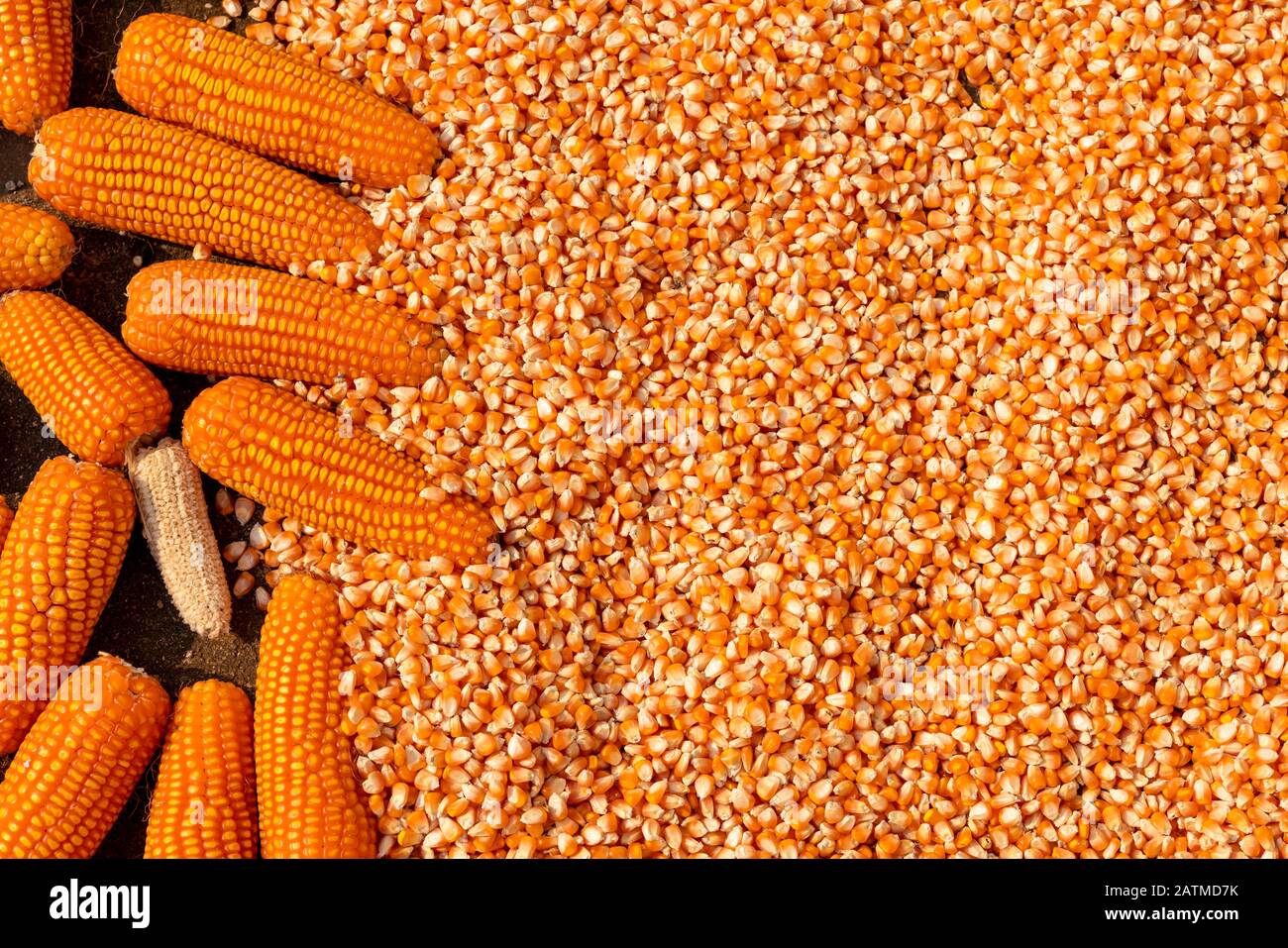 Corn or Maize for processing into fodder Stock Photo - Alamy