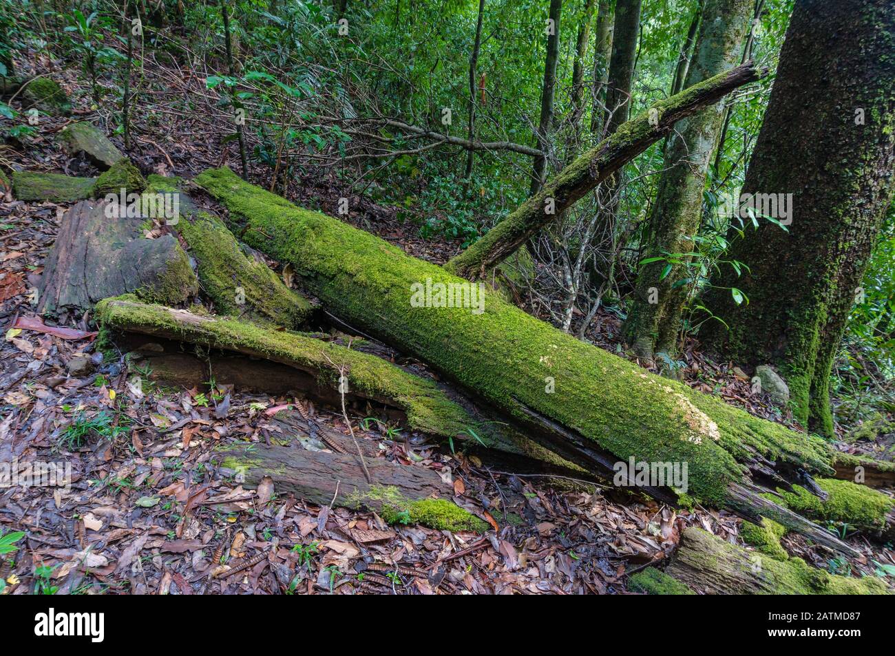 Forest scene with old tree trunk covered with green moss. Rainforest ...