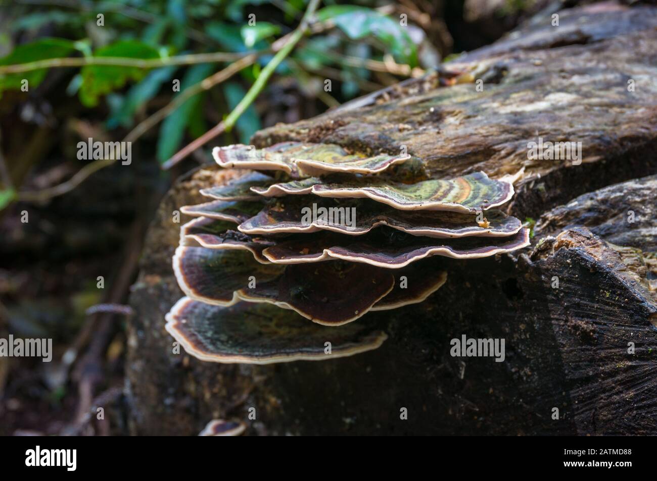 Australian native fungi hi-res stock photography and images - Alamy