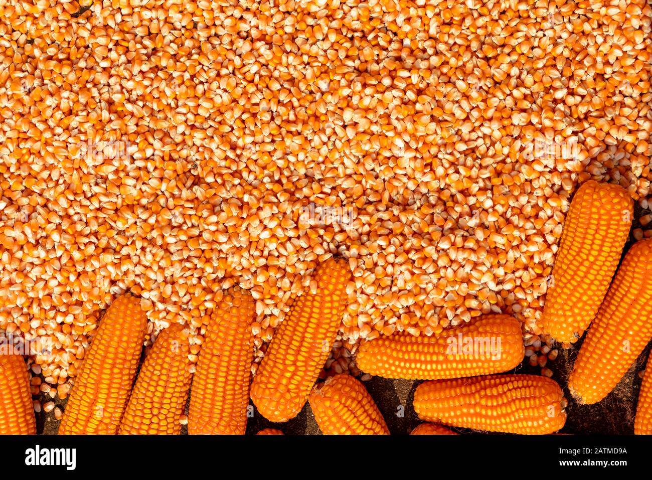 Corn or Maize for processing into fodder Stock Photo - Alamy