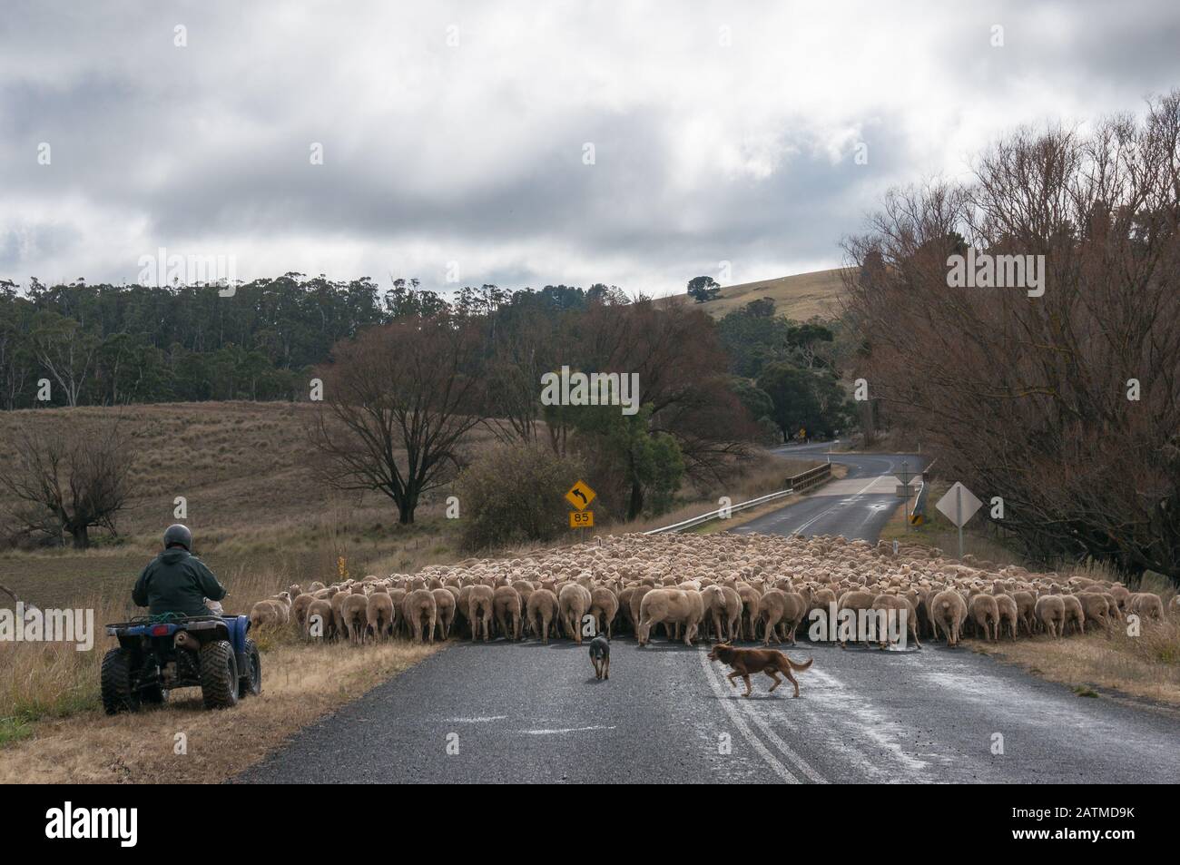 Farmer driving herd of sheep with two working shepherd dogs across the ...