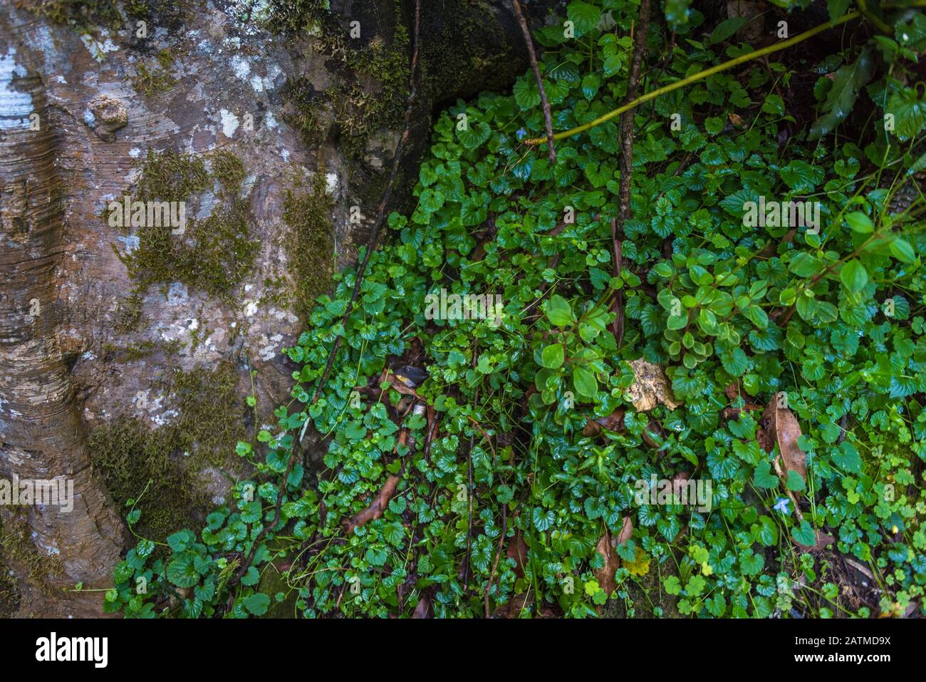 Green lychen hi-res stock photography and images - Alamy