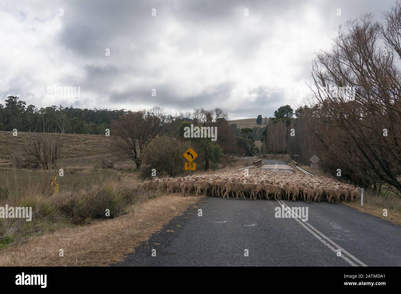 Herd of sheep, sheep flock blocking countryside road while moving to ...
