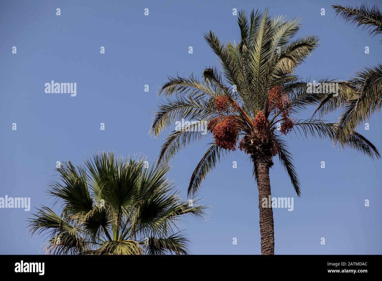 Beautiful high palm tree in desert environment in summer time Stock ...