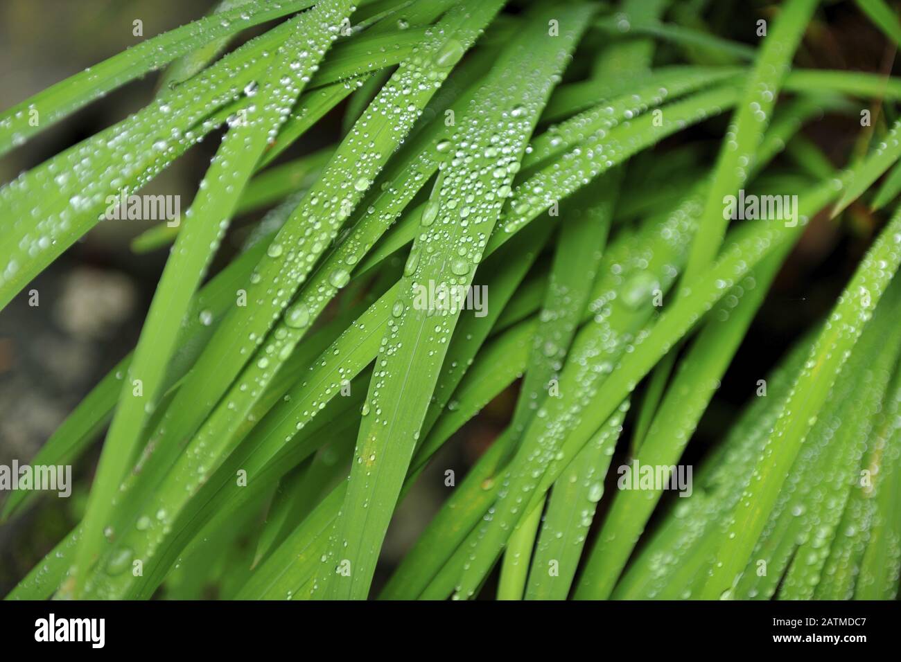 dew on grass Stock Photo - Alamy