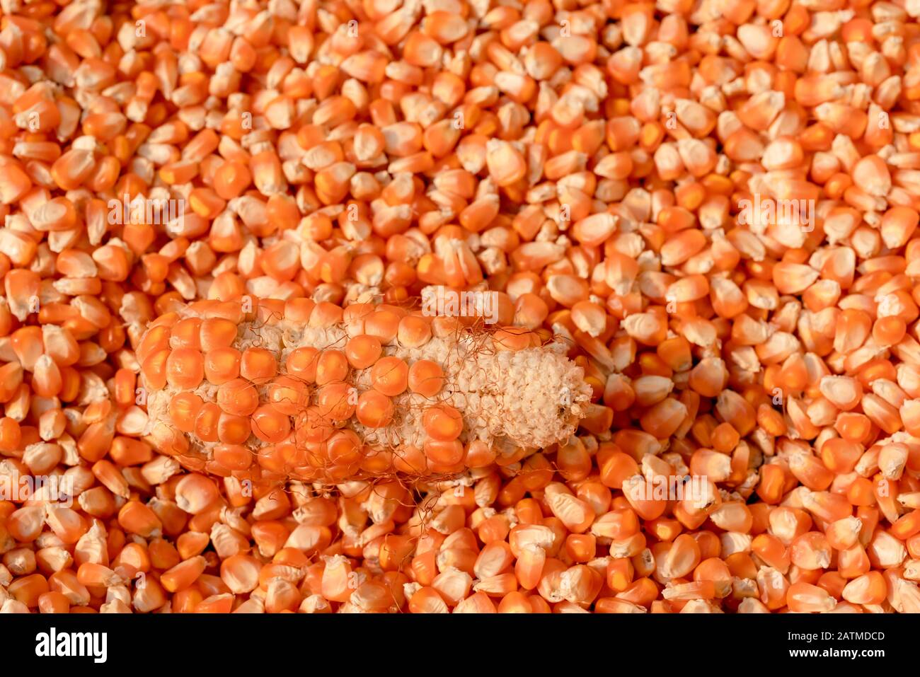 Corn or Maize for processing into fodder Stock Photo - Alamy