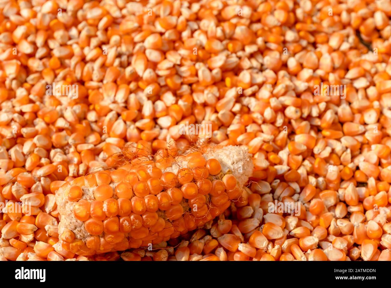 Corn or Maize for processing into fodder Stock Photo - Alamy