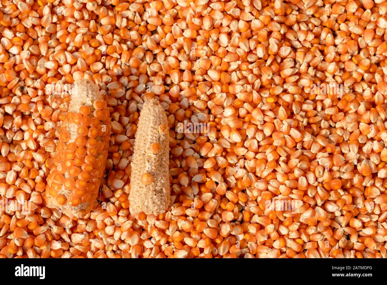Corn or Maize for processing into fodder Stock Photo - Alamy