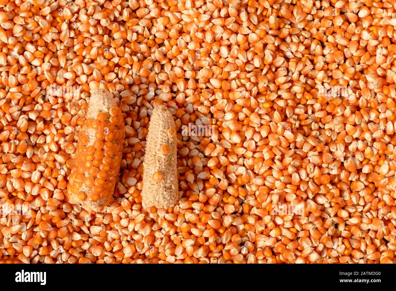 Corn or Maize for processing into fodder Stock Photo - Alamy