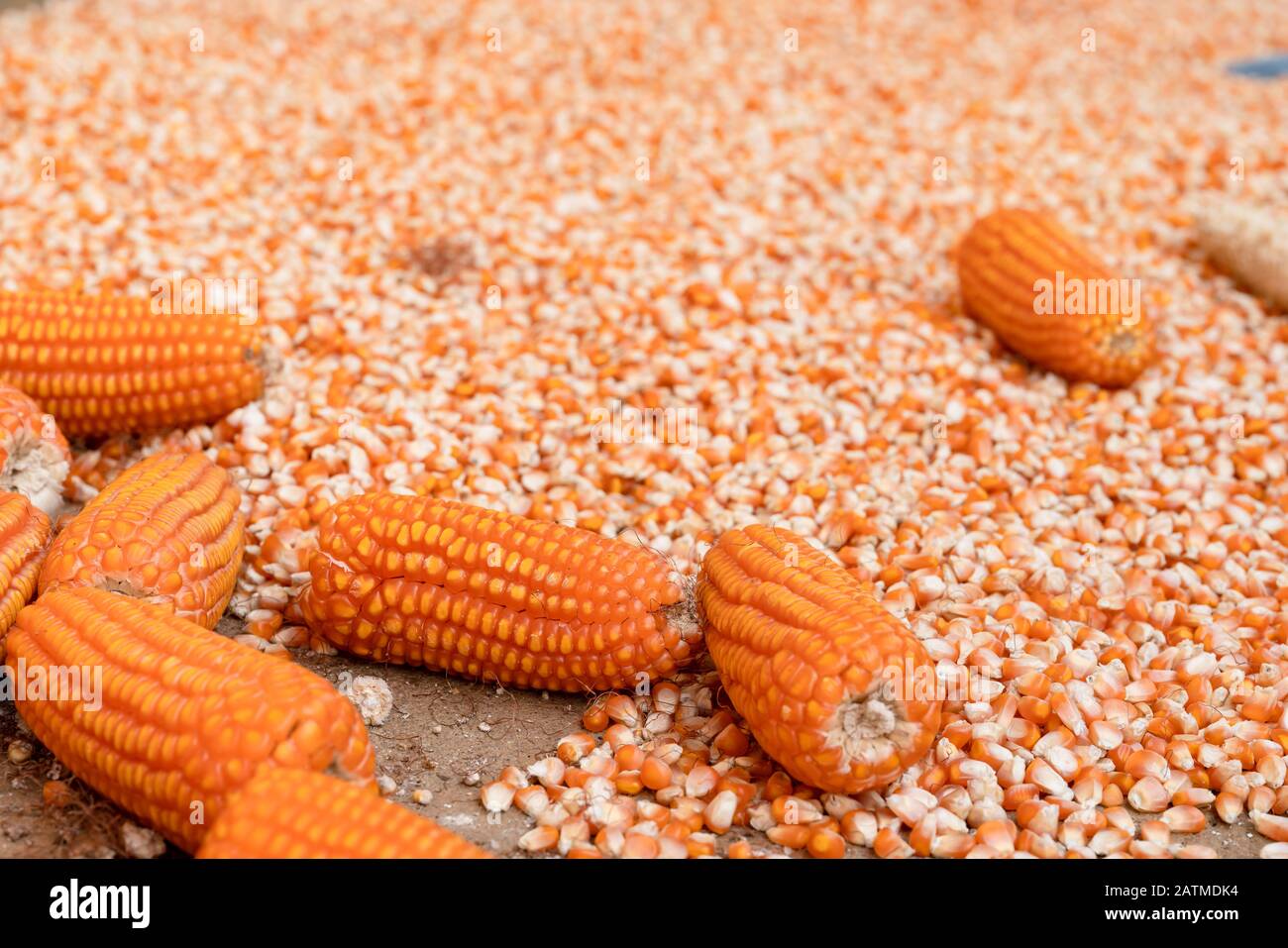 Corn or Maize for processing into fodder Stock Photo - Alamy