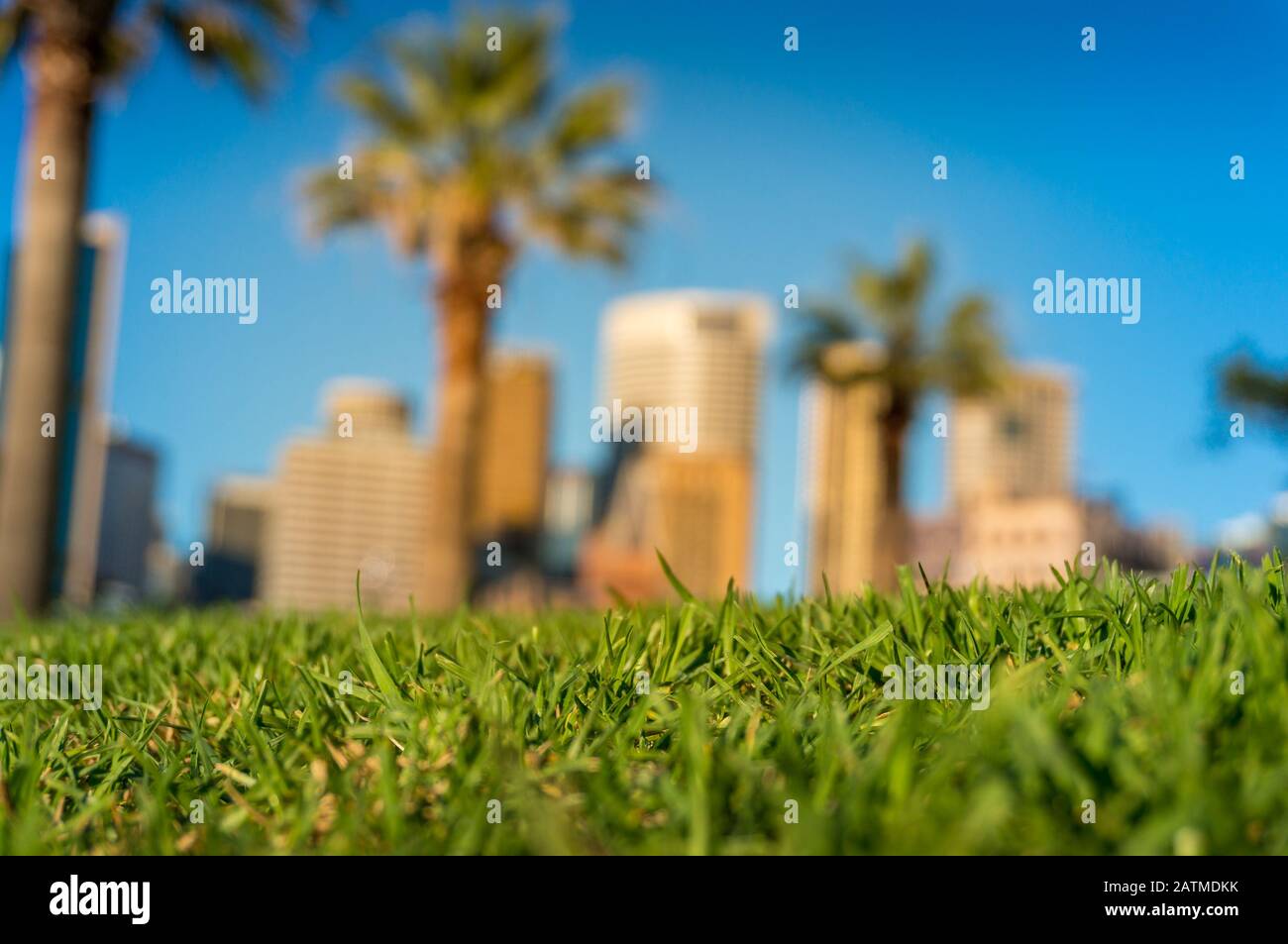Green grass close up with modern skyscrapers and tropical palm trees on ...