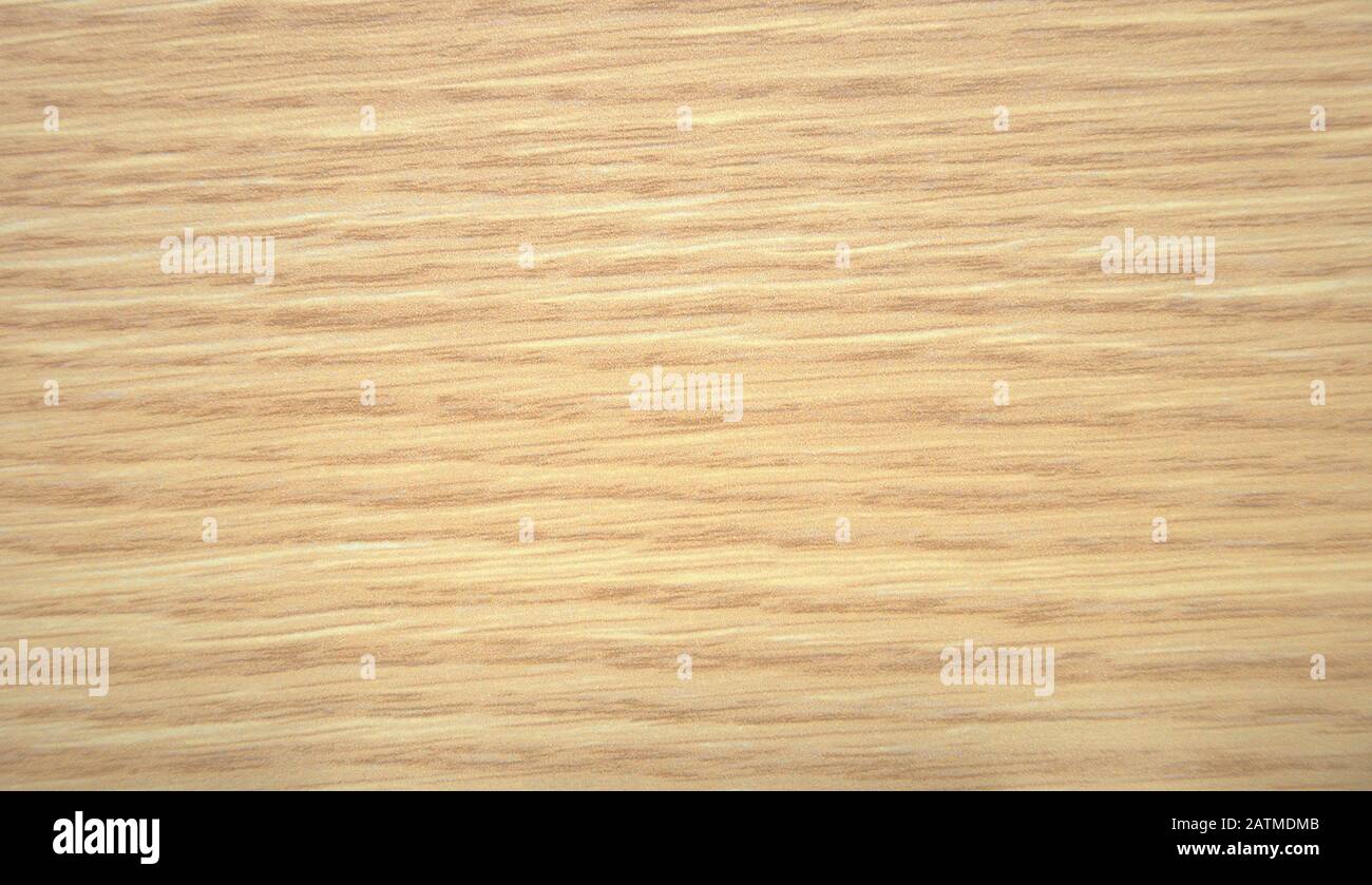 Birch, light natural wood texture close-up on a cut. Background Stock ...