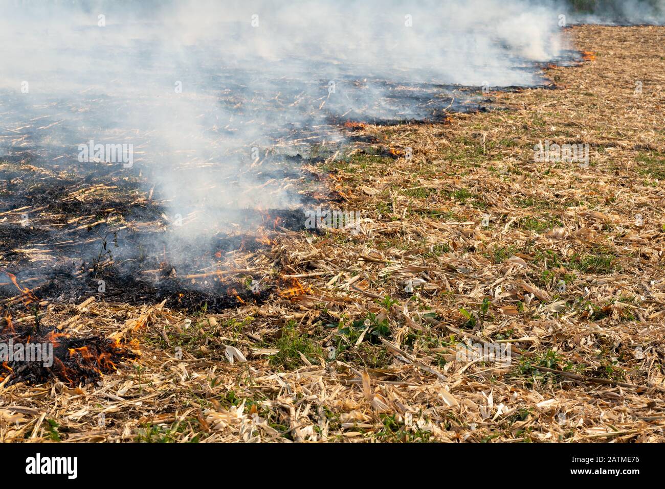 Burning the rest of the corn plant to be made as a natural fertilizer ...