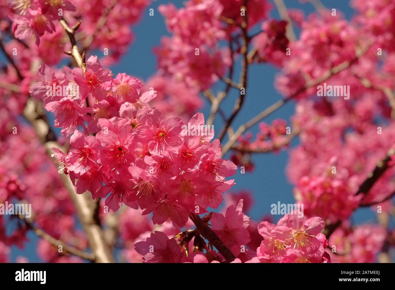 Pretty pink cherry blossoms in bloom against a blue Australian sky in ...