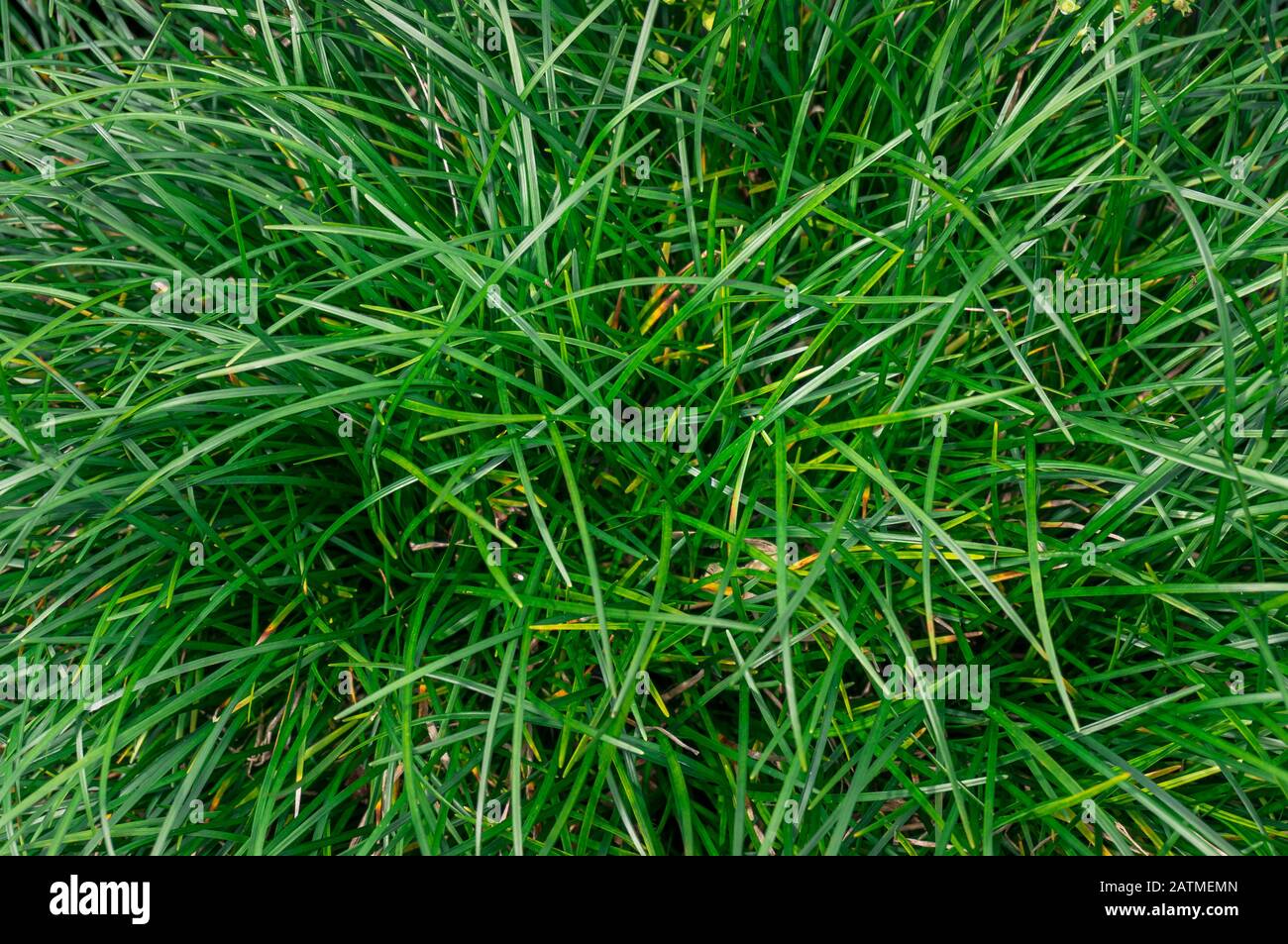 Tall Grass Pattern