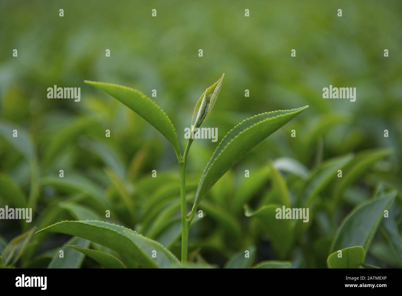 fresh tea leaves Stock Photo - Alamy