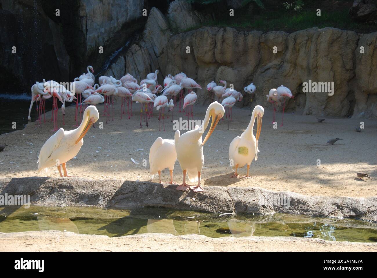 Valencia Zoo Spain. Bioparc Valencia. New generation zoo with zoo ...