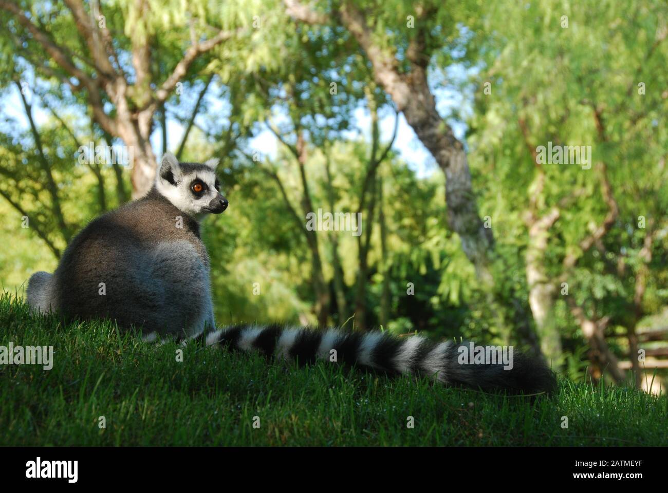 Valencia Zoo Spain. Bioparc Valencia. New generation zoo with zoo ...