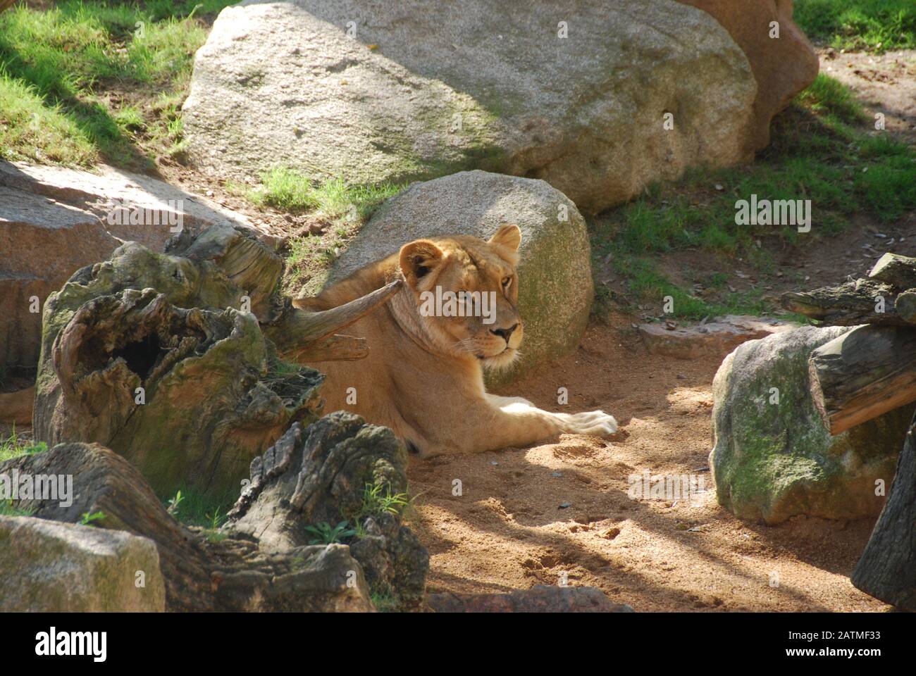 Valencia Zoo Spain. Bioparc Valencia. New generation zoo with zoo ...