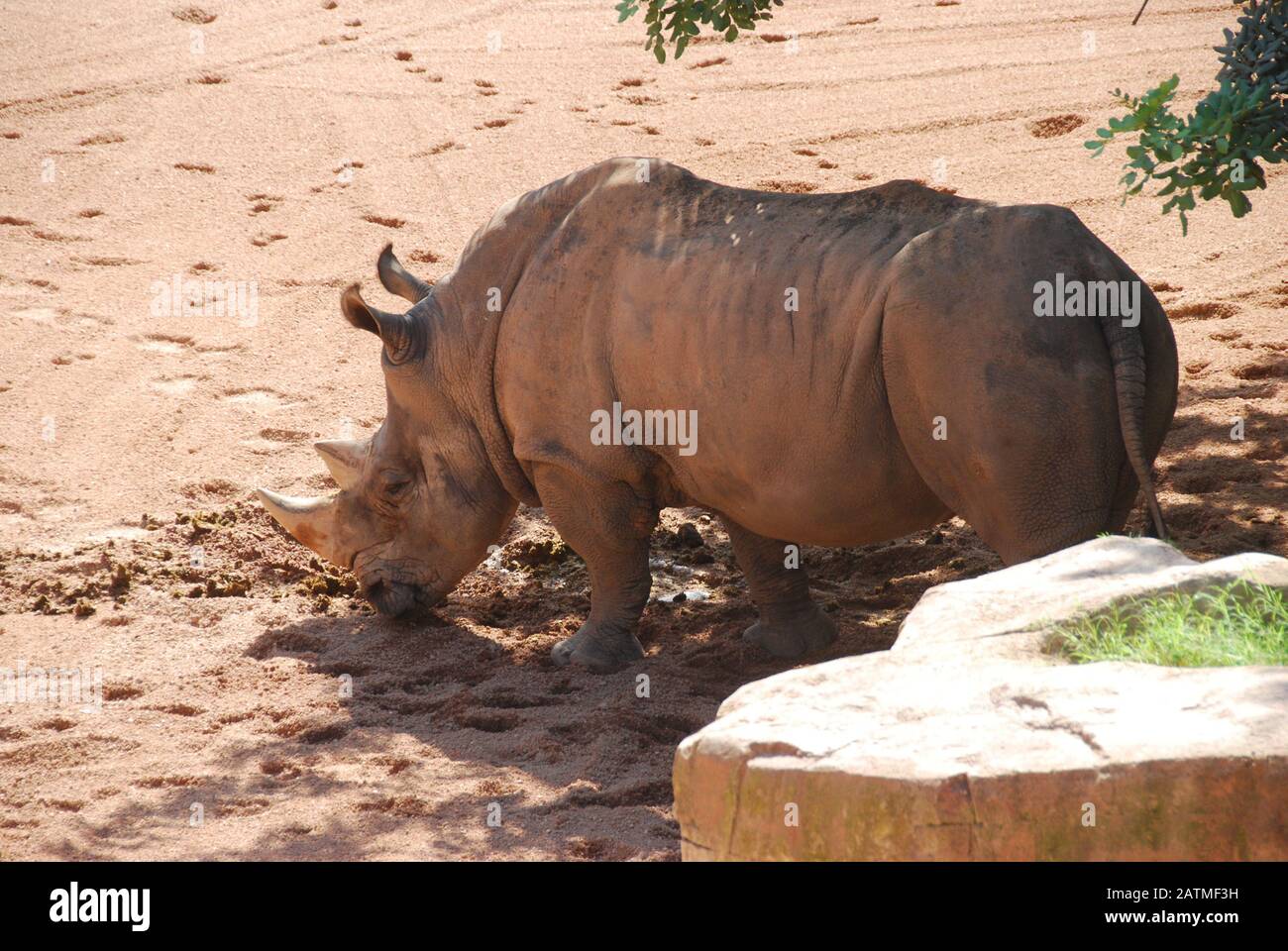 Valencia Zoo Spain. Bioparc Valencia. New generation zoo with zoo ...