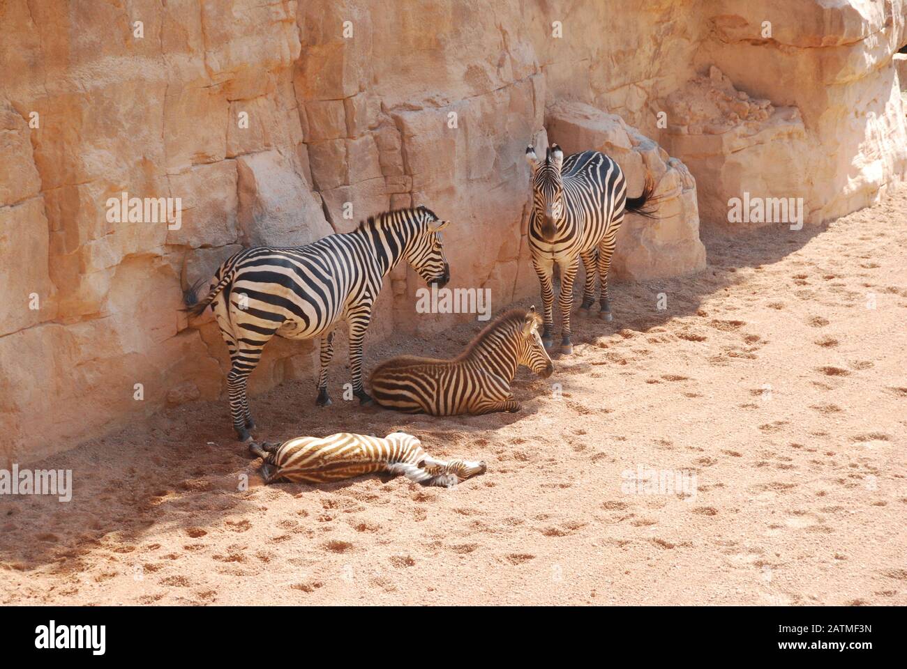 Valencia Zoo Spain. Bioparc Valencia. New generation zoo with zoo ...