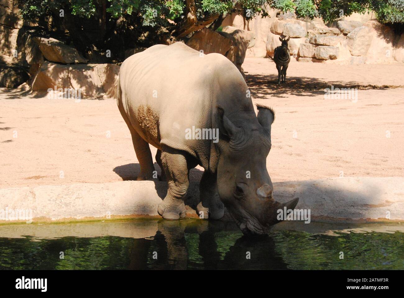Valencia Zoo Spain. Bioparc Valencia. New generation zoo with zoo ...