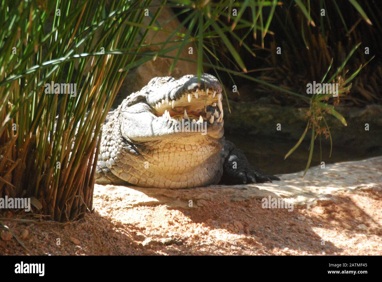 Valencia Zoo Spain. Bioparc Valencia. New generation zoo with zoo ...