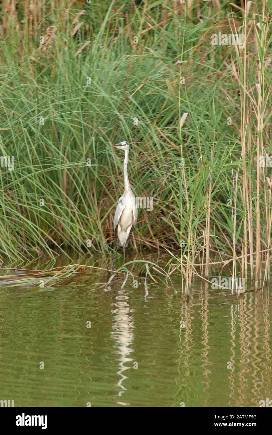 Crane at nature reserve valencia hi-res stock photography and images ...