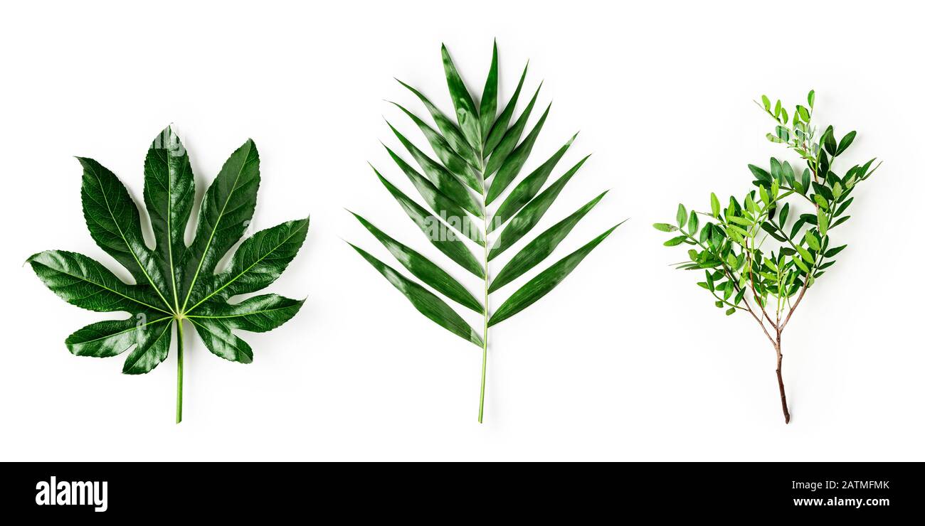 Tropical green leaves collection isolated on white background. Trendy ...