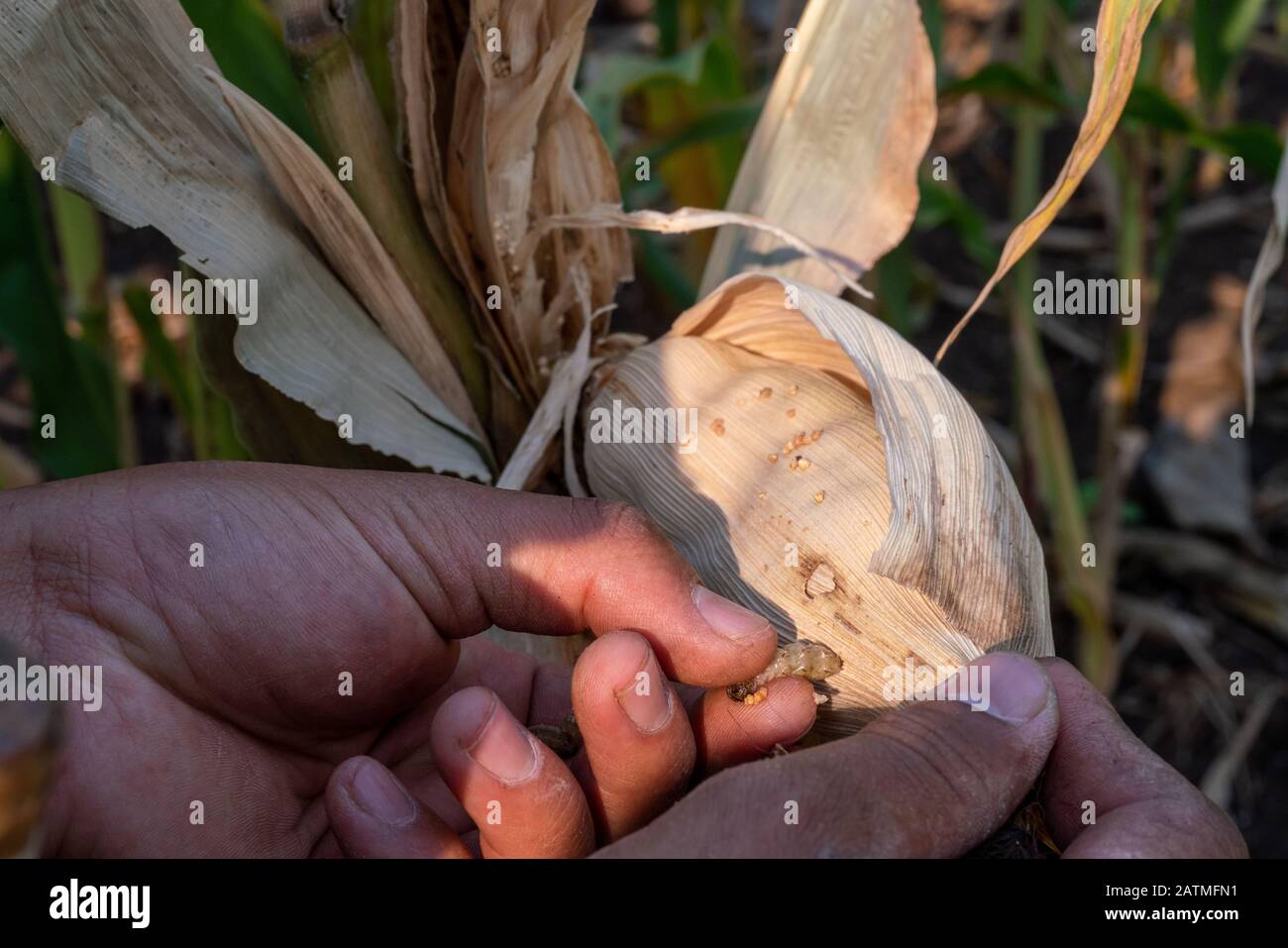 Corn damage by insect and pest, Corn damaged by fall armyworm ...