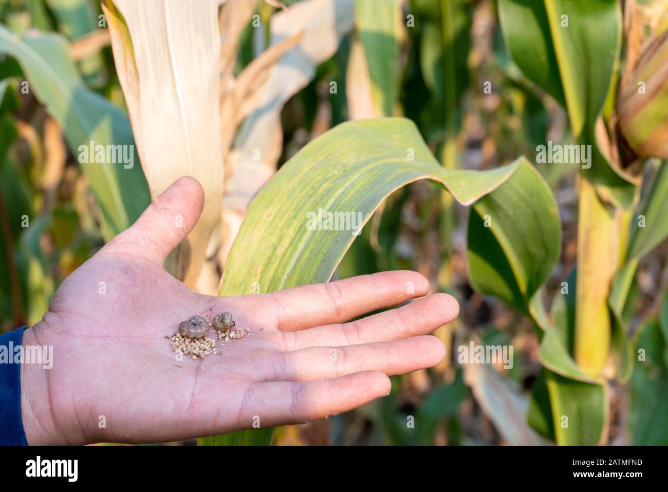 Corn damage by insect and pest, Corn damaged by fall armyworm ...