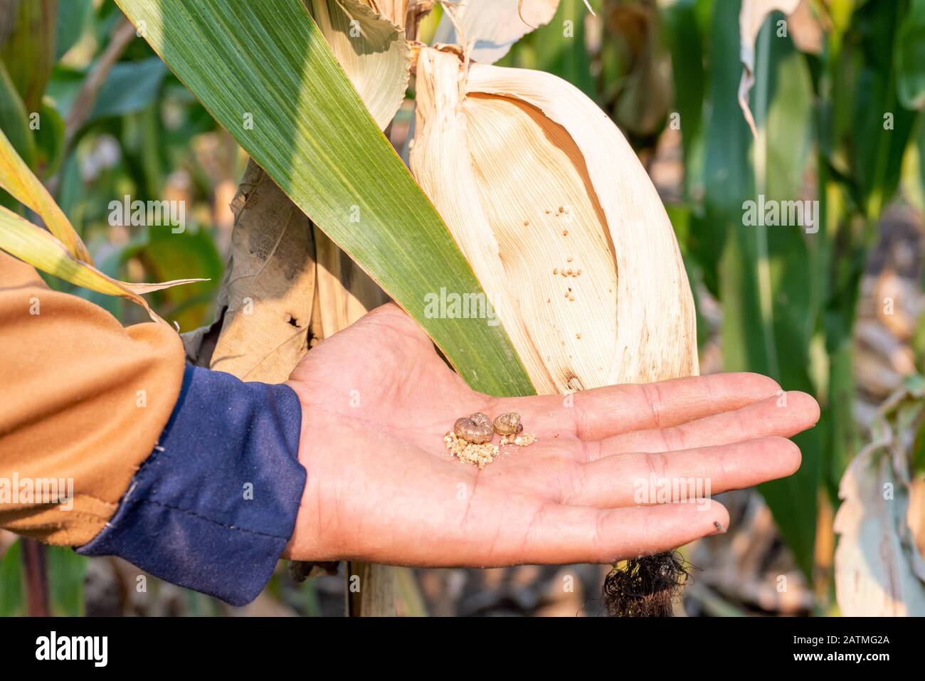 Corn damage by insect and pest, Corn damaged by fall armyworm ...